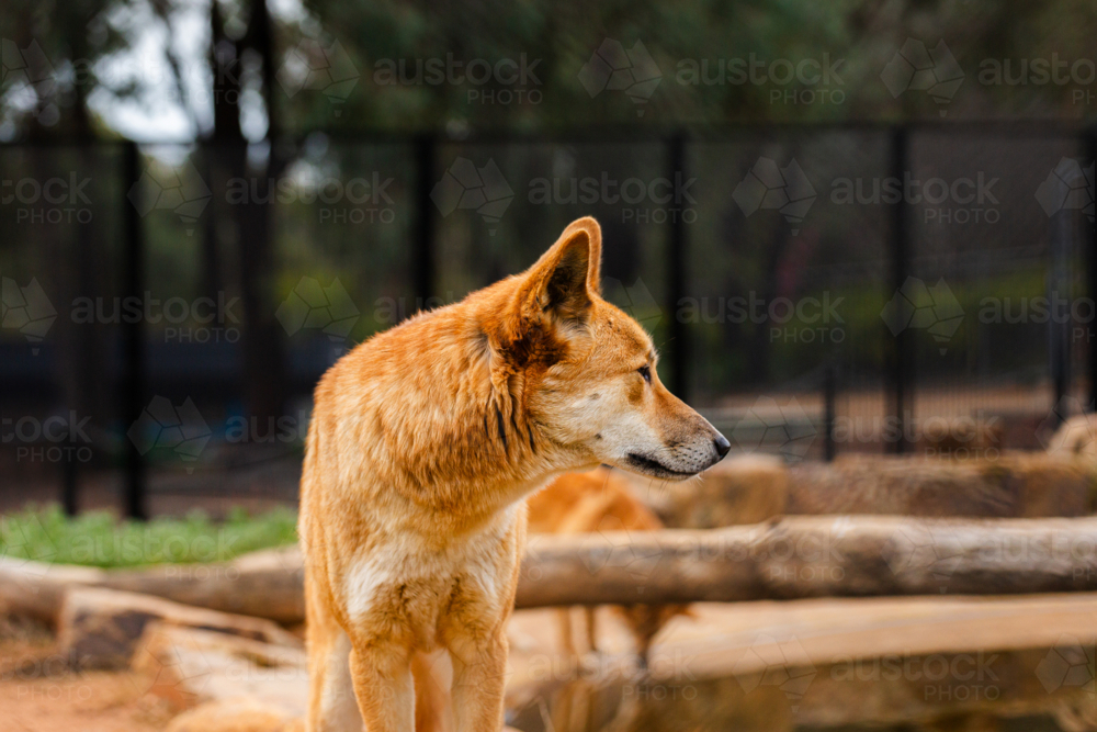 Image of Dingo an Australian native animal with orange fur in zoo ...