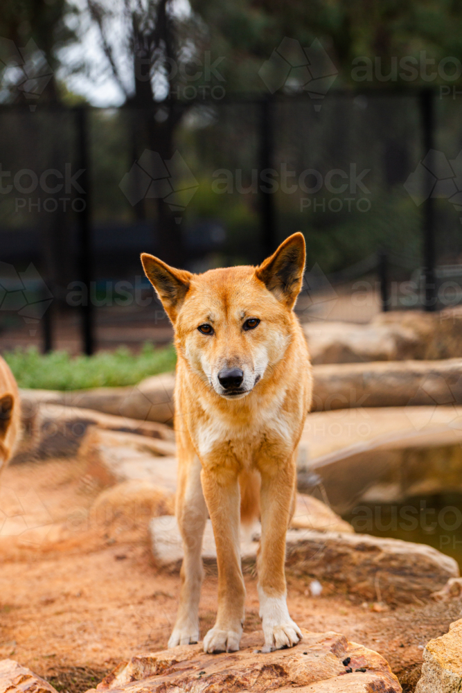 Image of Dingo an Australian native animal with orange fur in zoo ...