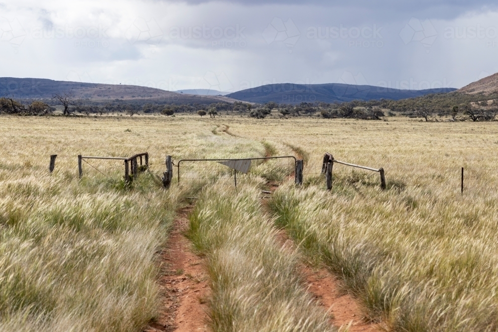 Image of dirt track through native grasses in an outback landscape ...