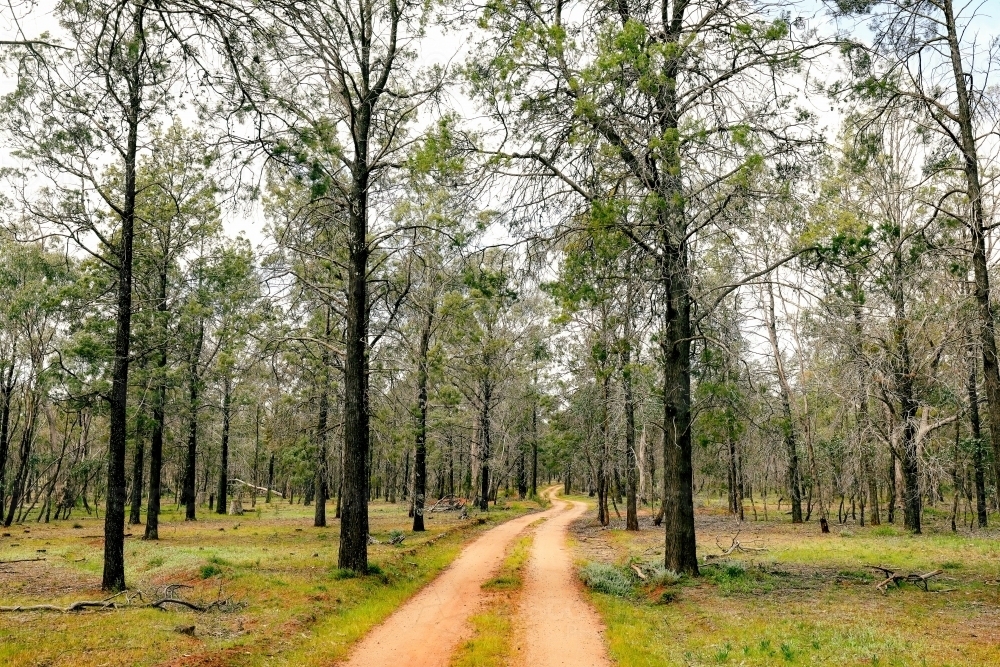Image of Dirt track through the Terrick Terrick National Park Victoria ...