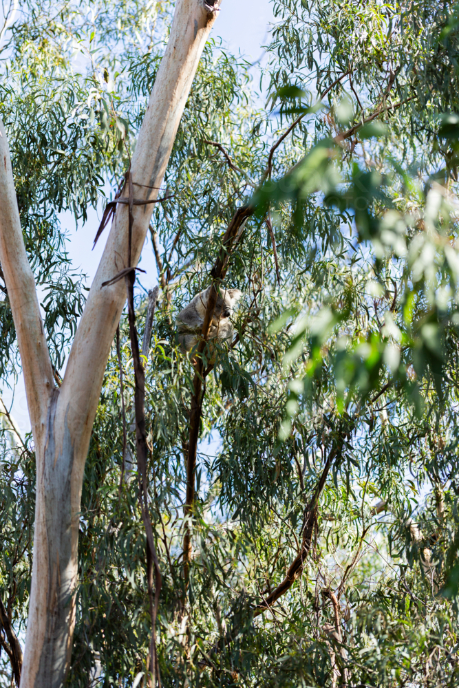 Image of Distant koala animal awake on branch of gum tree - Austockphoto
