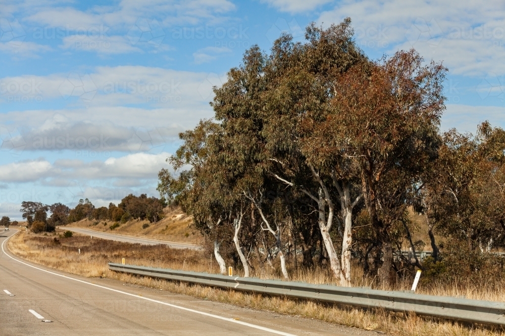 Image of Divided highway road with gum trees and grass in the centre ...