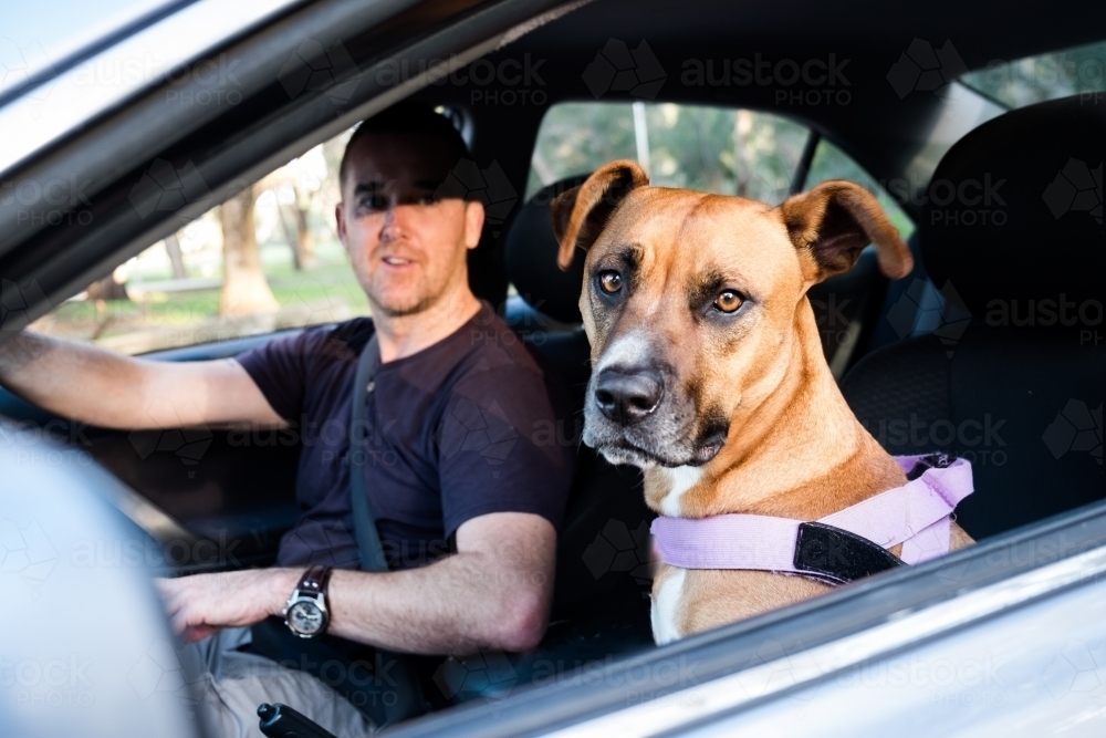 Image of Dog and smiling man sitting in silver car looking out window ...