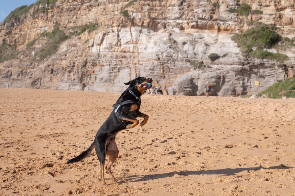 Image of dog catching ball at the beach - Austockphoto
