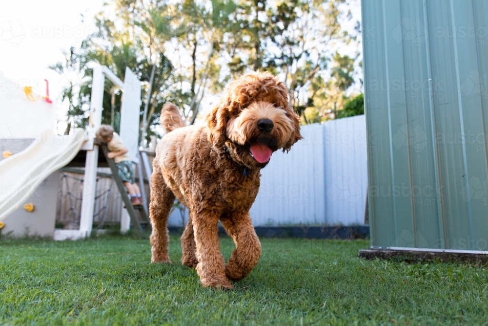 Image of Dog in a backyard - Austockphoto