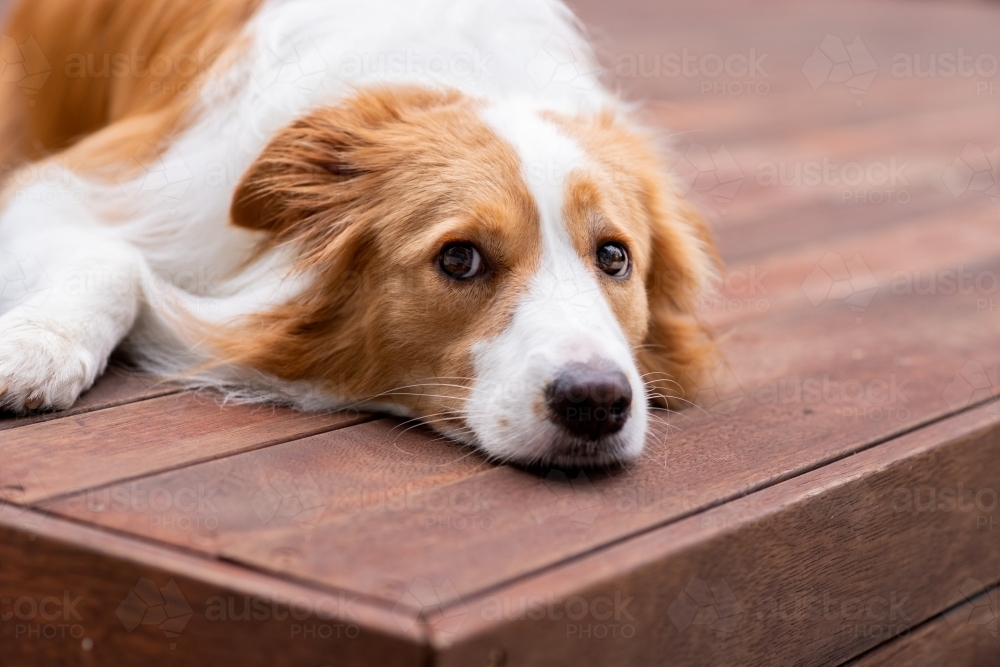 Image of dog lying down on timber decking - Austockphoto