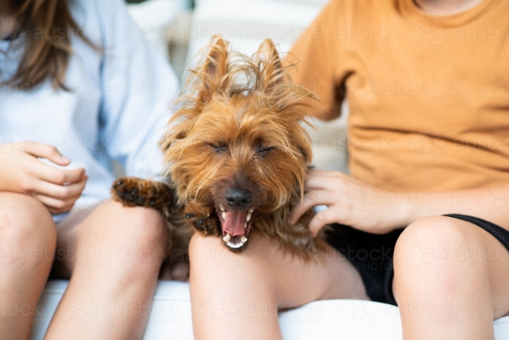 Image of dog making funny expression - Austockphoto