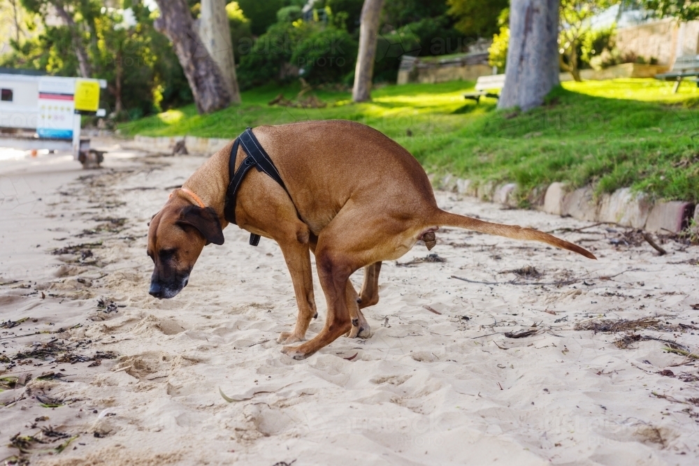 Image of dog pooing on the beach - Austockphoto