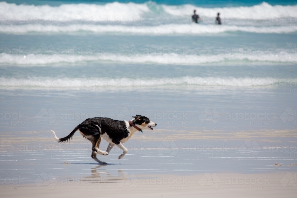 Image of Dog running along seashore - Austockphoto
