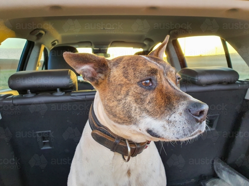 Image of dog sitting in back of car - Austockphoto