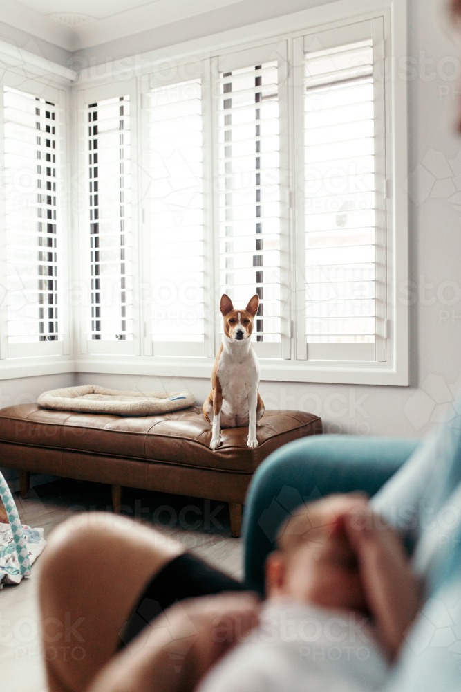 Image of Dog sitting on the couch near the window - Austockphoto