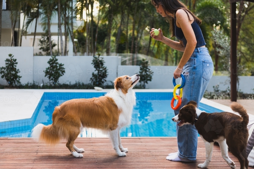 Image of dog training at home - Austockphoto