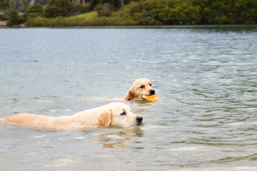 Image of dogs swimming in the ocean - Austockphoto