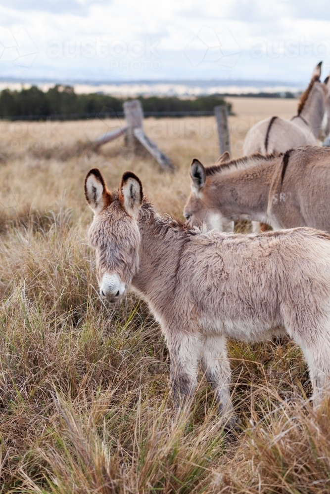 Image of Donkey foal standing by jenny donkey in paddock - Austockphoto