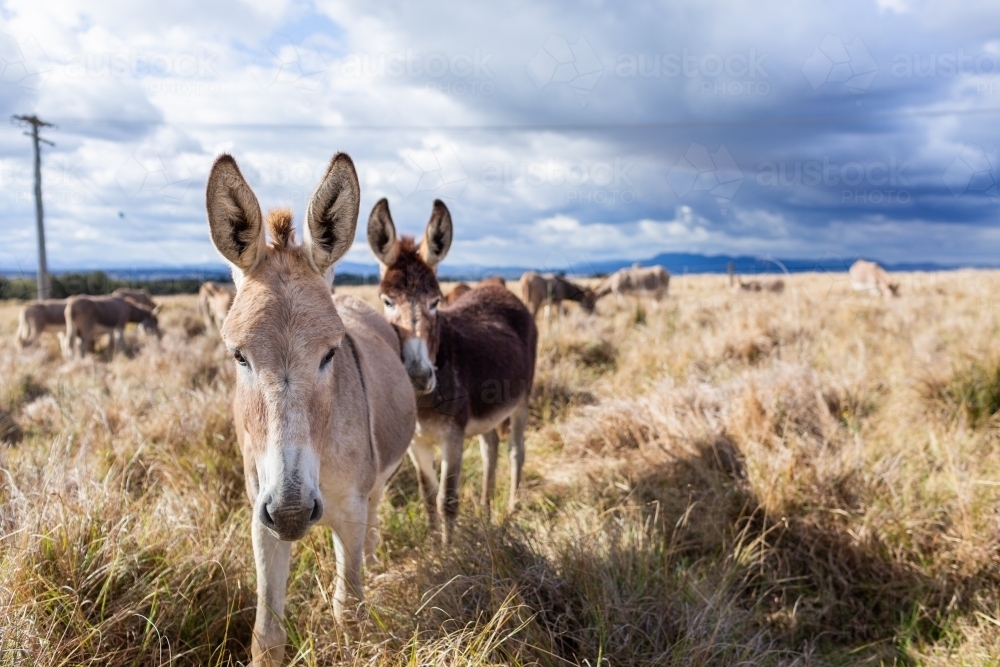 Image of donkey herd in sunlit paddock with dark clouds behind on ...