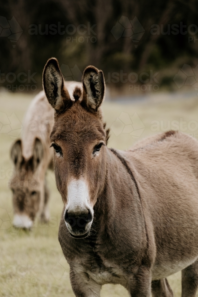 Image of Donkey looks towards camera - Austockphoto