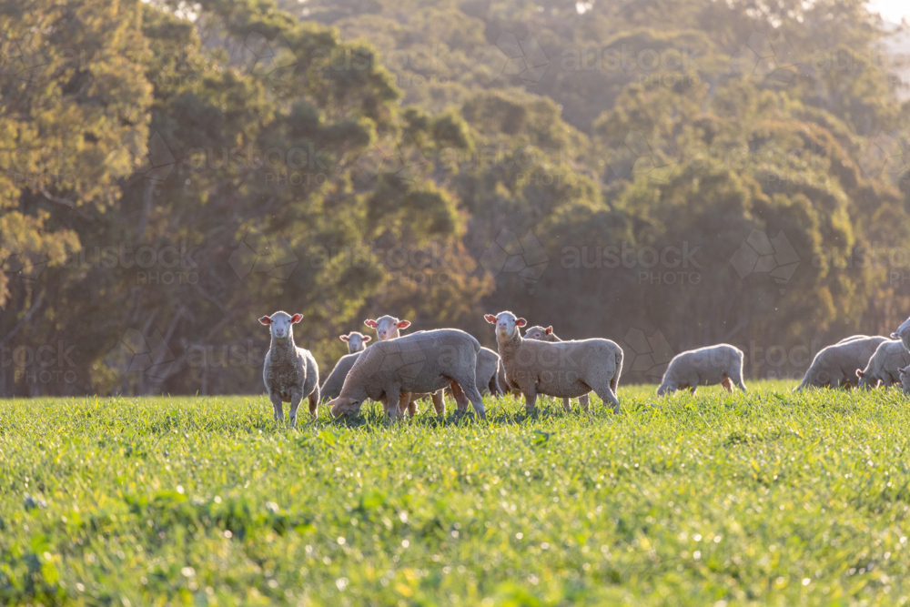 Image of Dorset lambs standing in a green grazing wheat crop at sunset ...