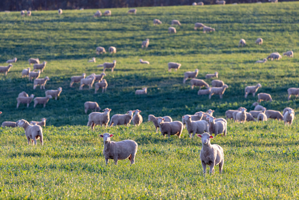 Image of Dorset lambs standing in a green grazing wheat crop at sunset ...