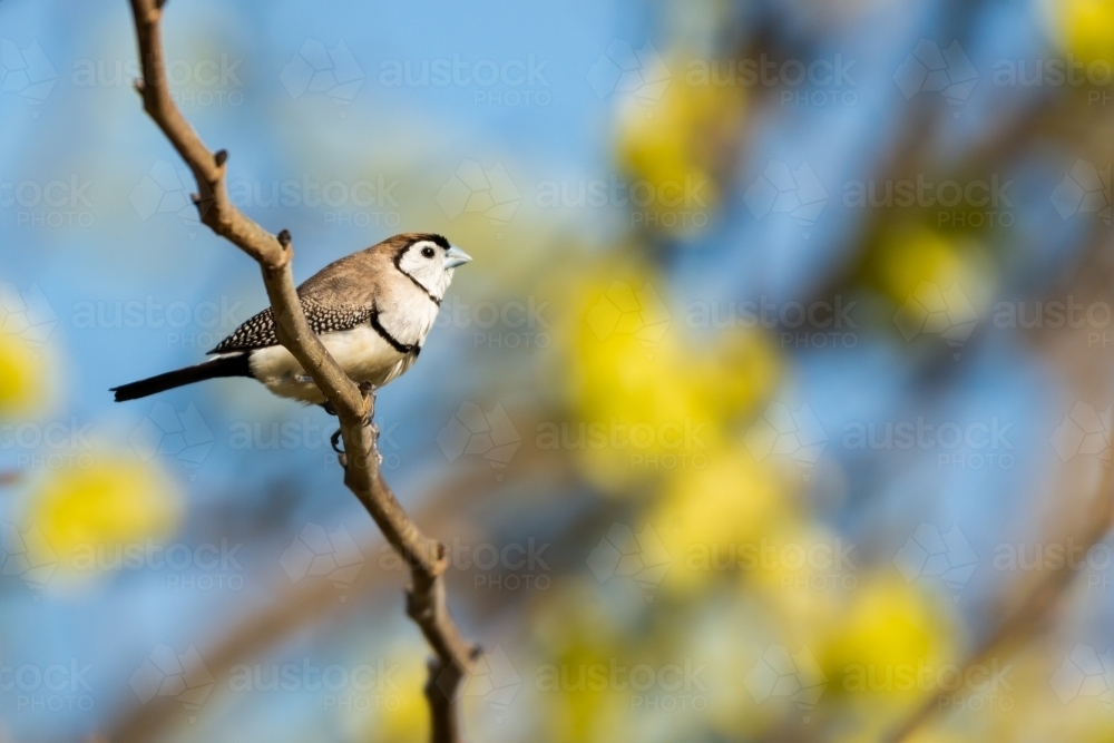 Image of Double barred Finch on branch with blurred background ...
