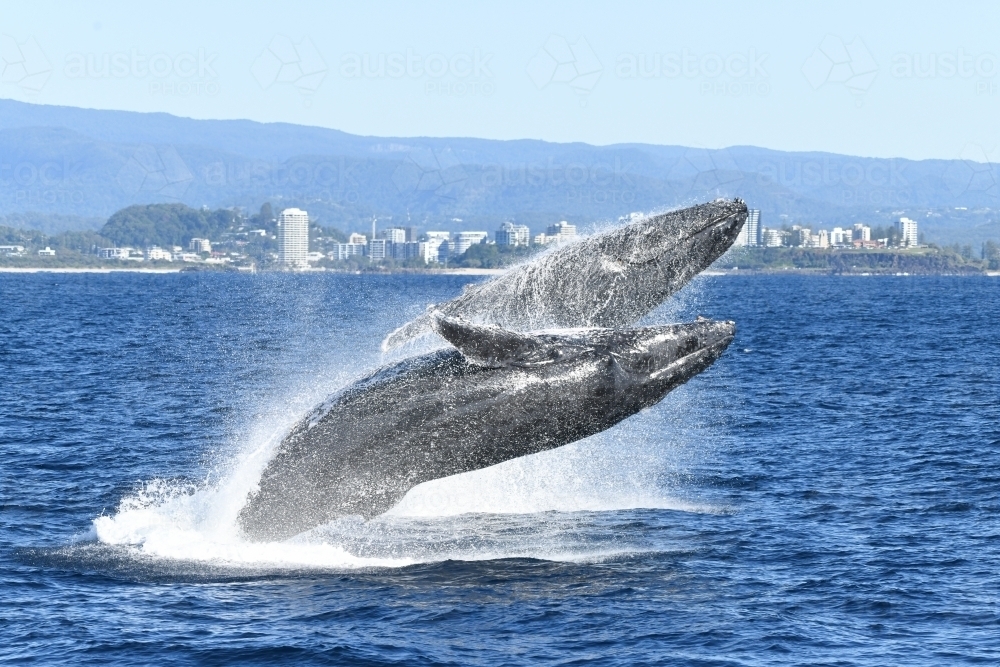 Image of Double Whale breaching in the Gold Coast - Austockphoto