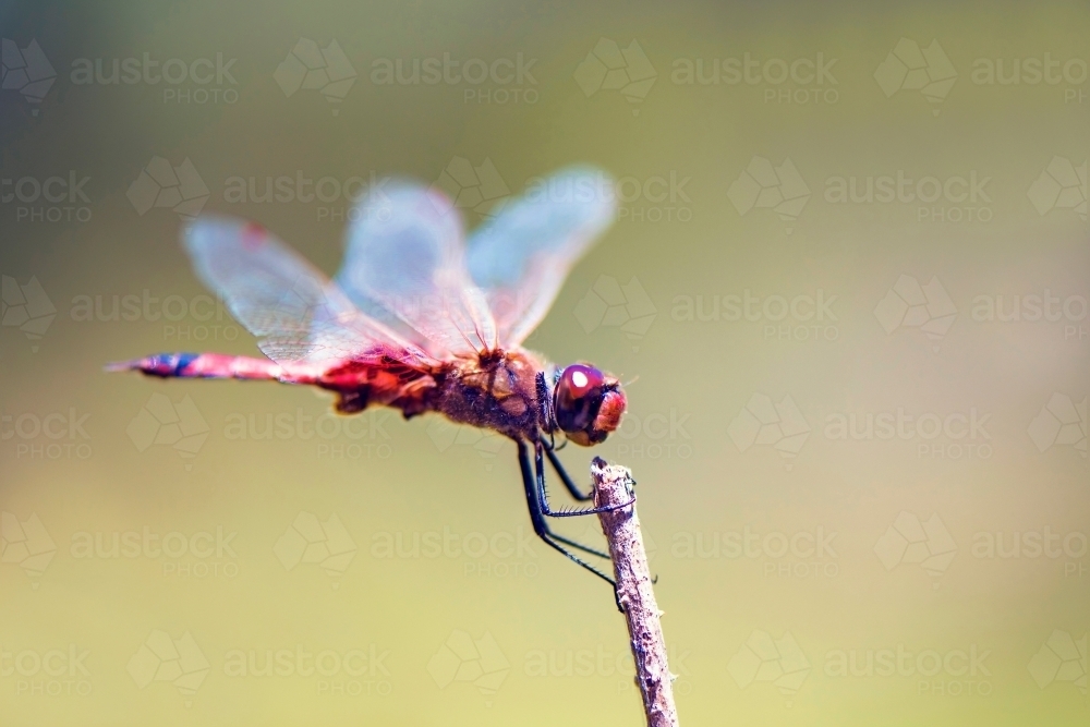 Image of Dragonfly on stick - Austockphoto