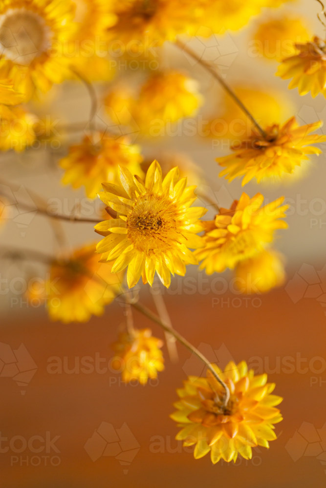 Image of dried yellow paper daisy flower decor golden everlasting ...