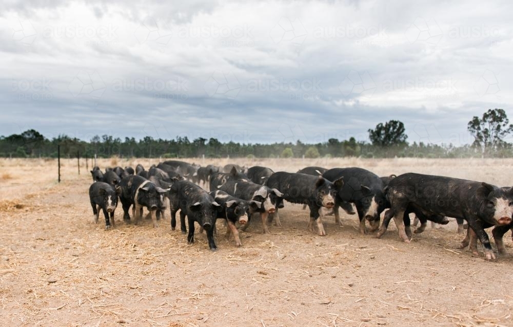 Image of Drift of Berkshire Pigs in a paddock - Austockphoto