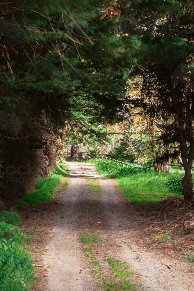 Image of driveway under pine trees - Austockphoto