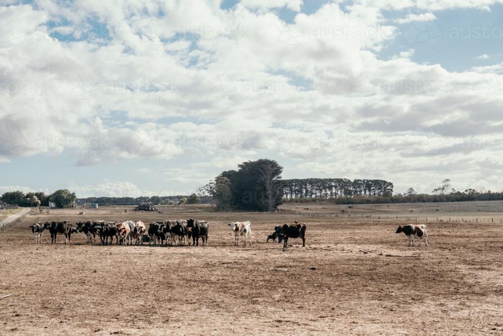 Image of Drought ridden paddock with cows standing on dirt. - Austockphoto