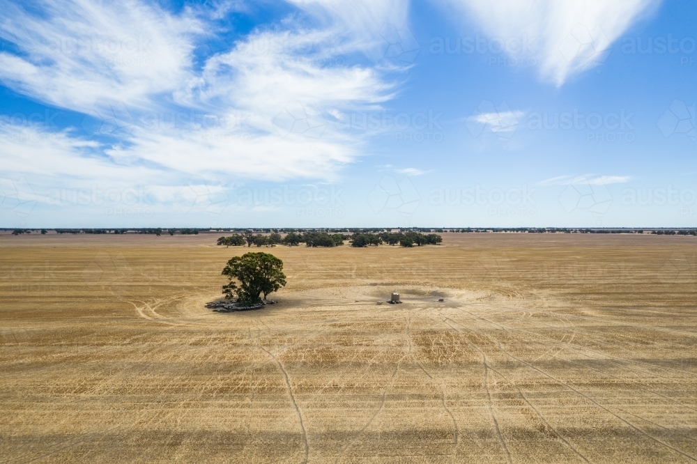 Image of Dry brown paddock with a tree offering shade to some sheep in ...
