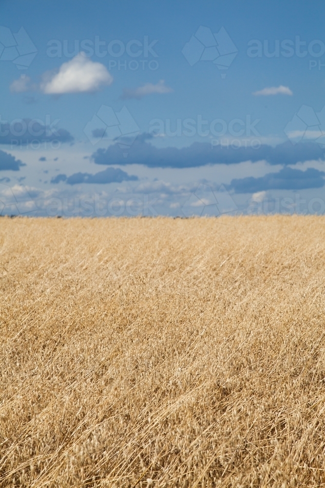 Image of Dry crop paddock golden against storm cloud sky - Austockphoto