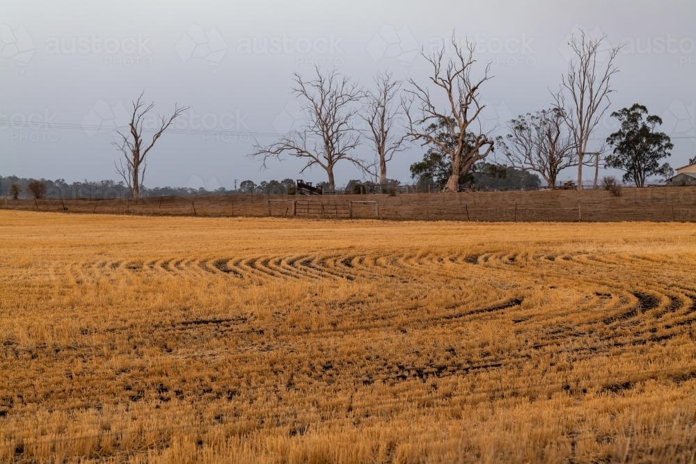 Image of Dry farm paddock with crop and dead trees - Austockphoto