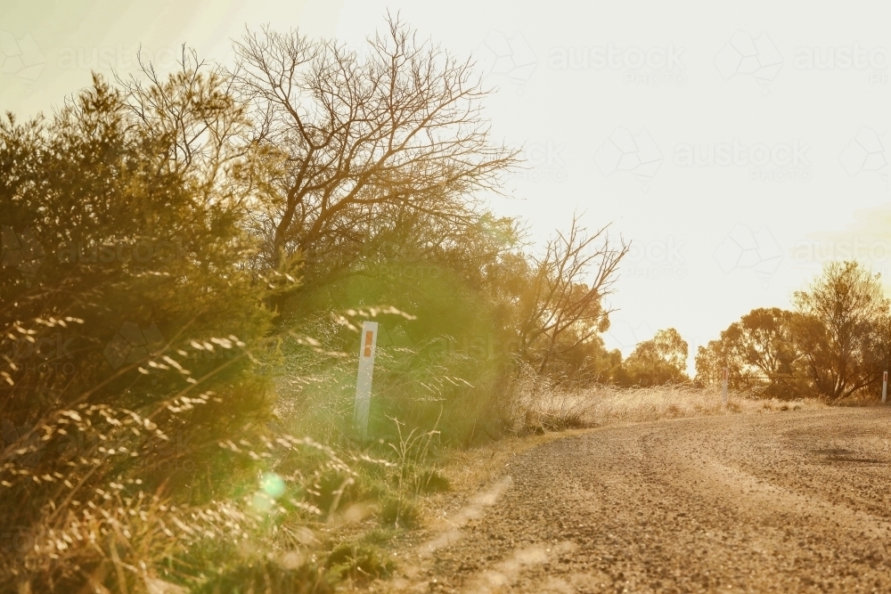 Image of Dry grass along remote dirt road in golden afternoon sun ...