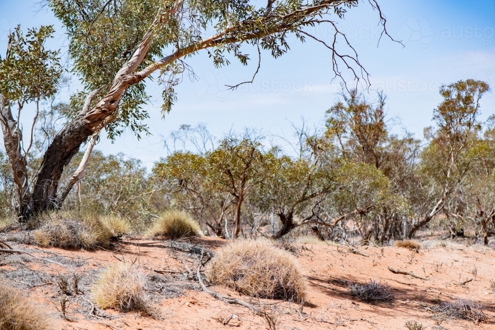 Image of Dry, hot conditions in the outback sun. - Austockphoto
