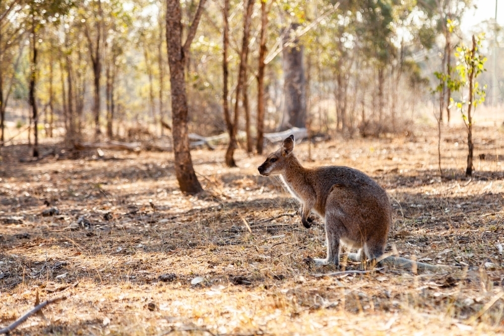 Image of Dry paddock with wallaby resting in shade - Austockphoto