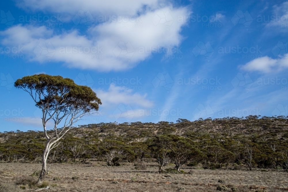 Image of Dry rural scene in southern Western Australia. - Austockphoto