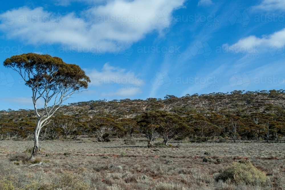 Image of Dry rural scene in southern Western Australia. - Austockphoto