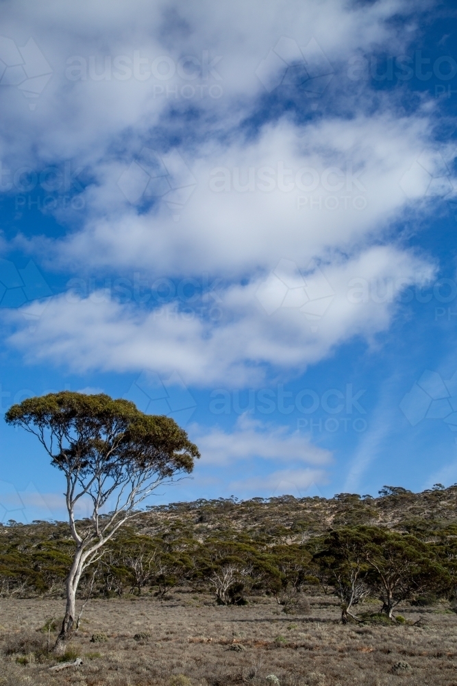 Image of Dry rural scene in southern Western Australia. - Austockphoto