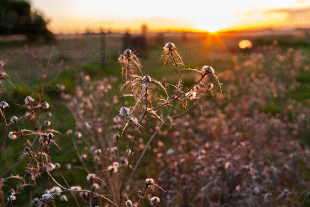 Image of Dry thistle weeds at sunset on farm - Austockphoto