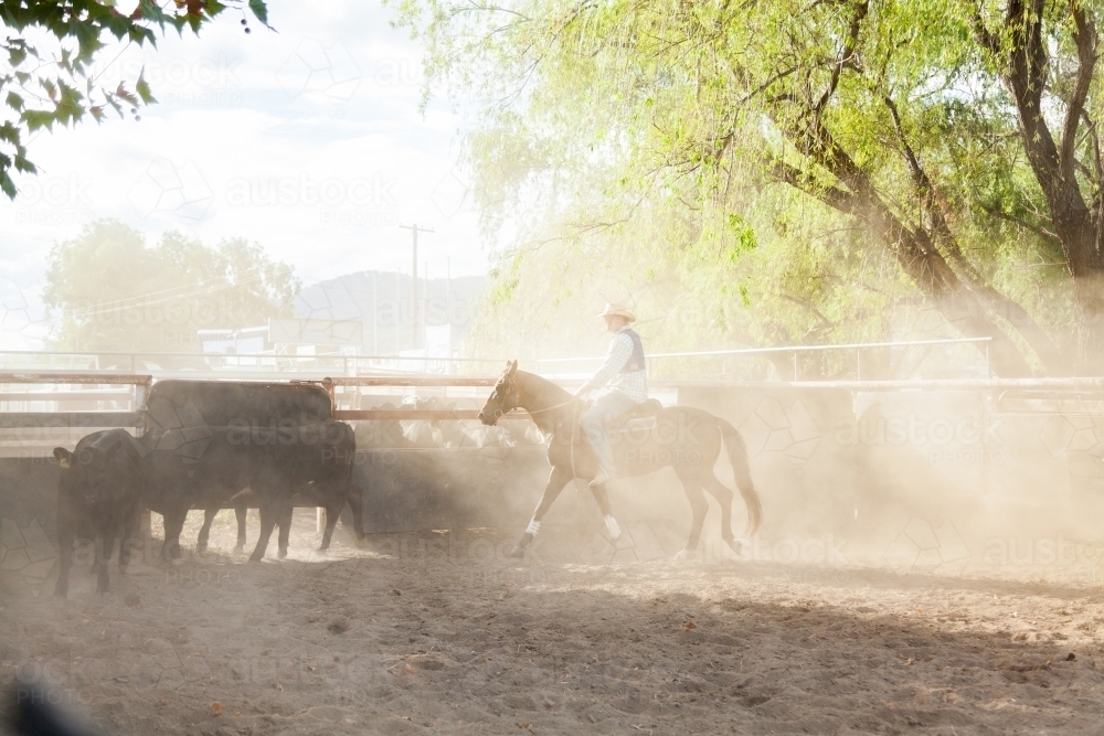 Image of Dust in yard during campdrafting event with horse and rider ...