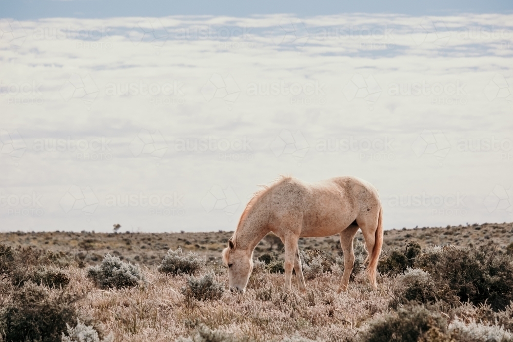Image of Dusty wild horse grazes in the outback - Austockphoto
