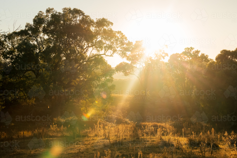 Image of early morning sunlight streaming through gum trees in the ...