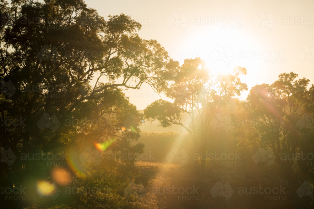 Image of early morning sunlight streaming through gum trees in the ...