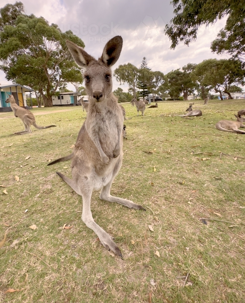 Image of Eastern Grey Kangaroo - Austockphoto