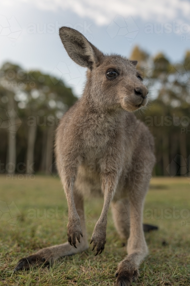 Image of Eastern Grey Kangaroo close up - Austockphoto
