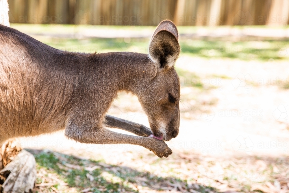 Image of eastern grey kangaroo licking her paws - Austockphoto
