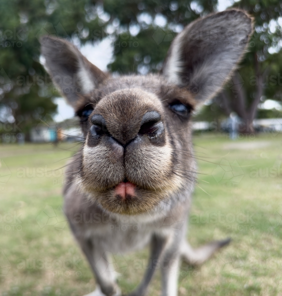 Image of Eastern Grey Kangaroo Up Close - Austockphoto
