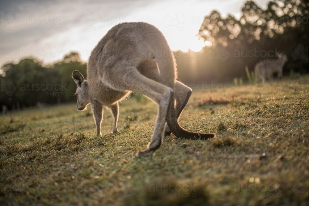 Image of Eastern Grey Kangaroos close up - Austockphoto