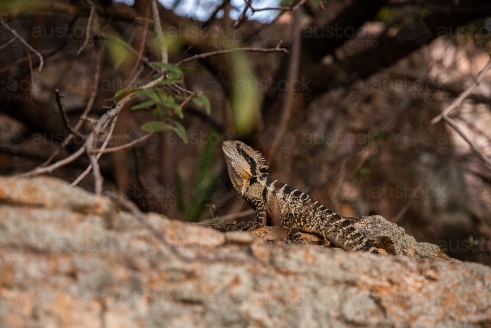 Image of eastern water dragon lizard in the wild - Austockphoto
