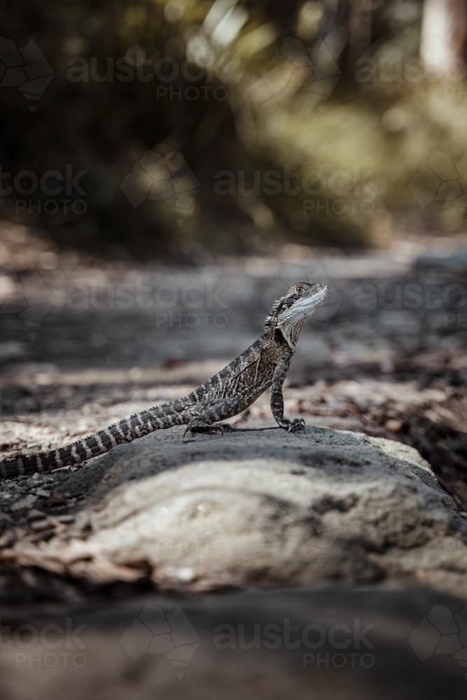 Image of Eastern Water Dragon on a rock seen while walking the Spit to ...
